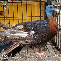 Burung Kuau Raja (Argusianus argus) dievakuasi oleh SKW I Pelaihari ...
